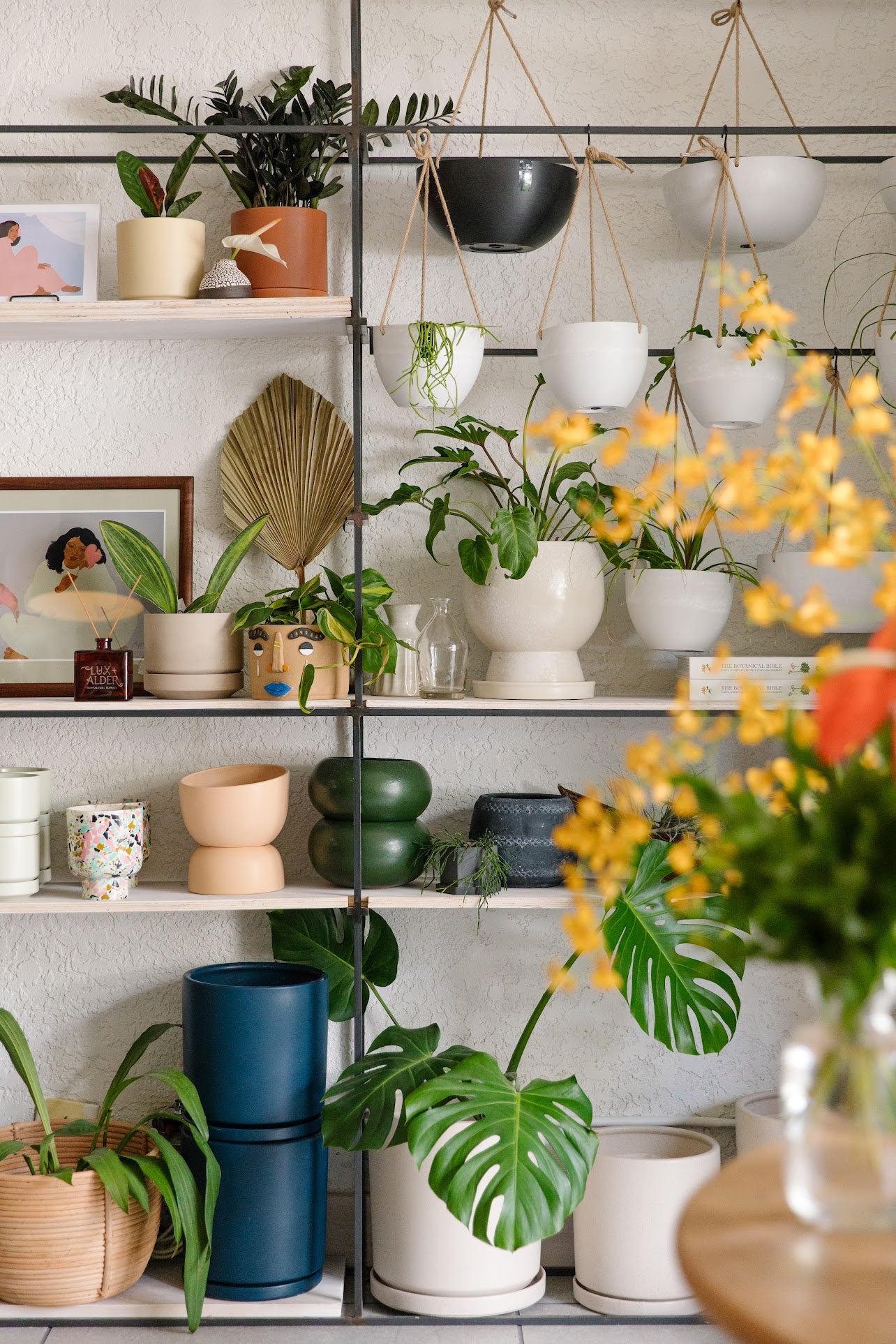 Collections – Paiko Botanicals