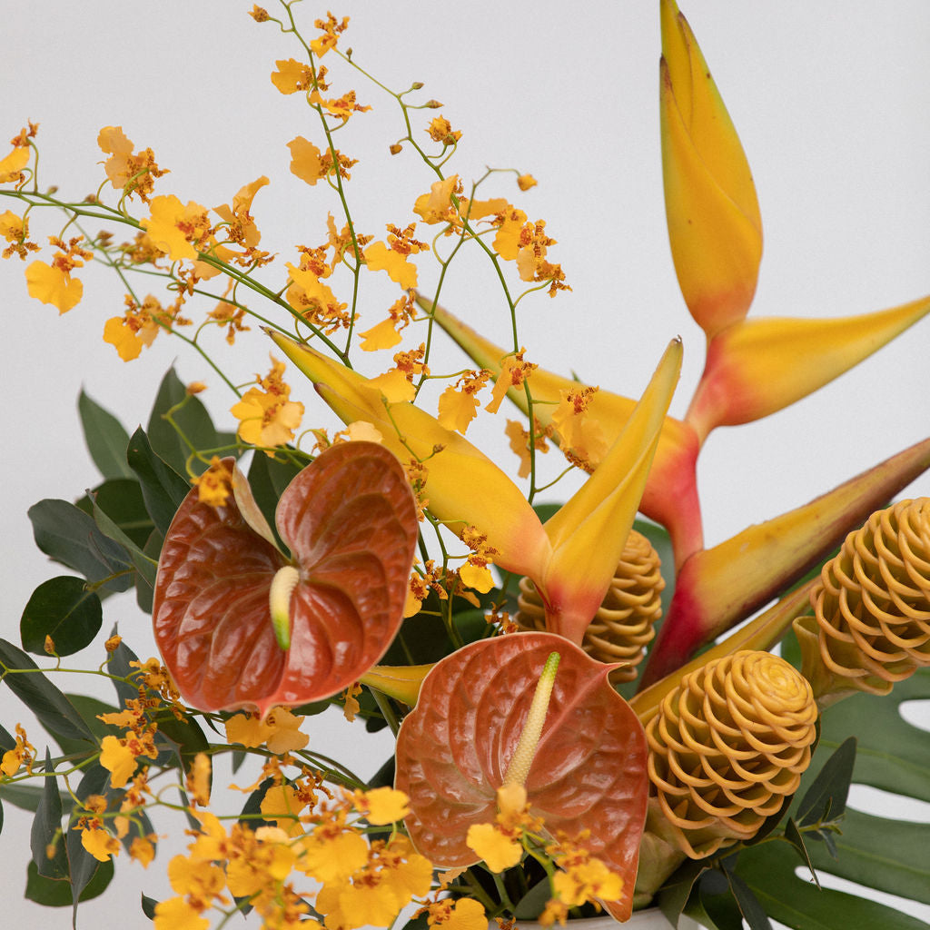 Paiko – Paiko Botanicals